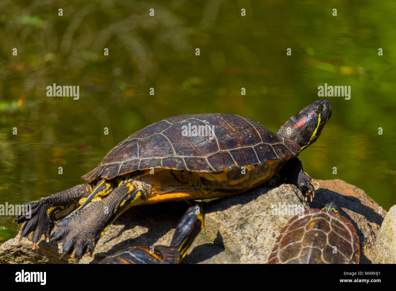 Galapagos island baby sea turtles hi-res stock photography and images ...