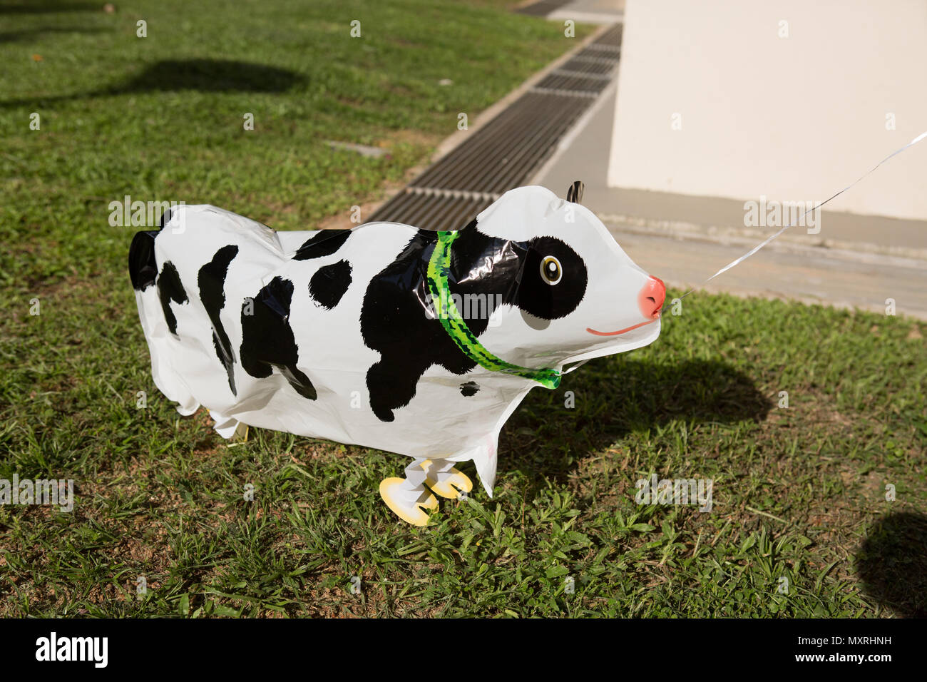 Floating balloon of a black and white cow with legs Stock Photo - Alamy