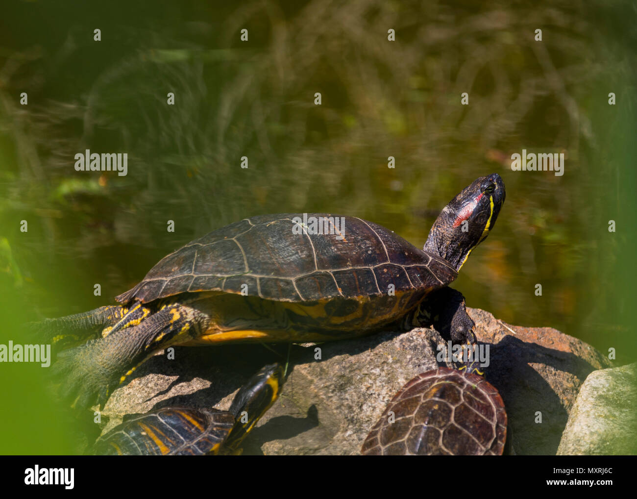 Baby sea turtle face hi-res stock photography and images - Alamy