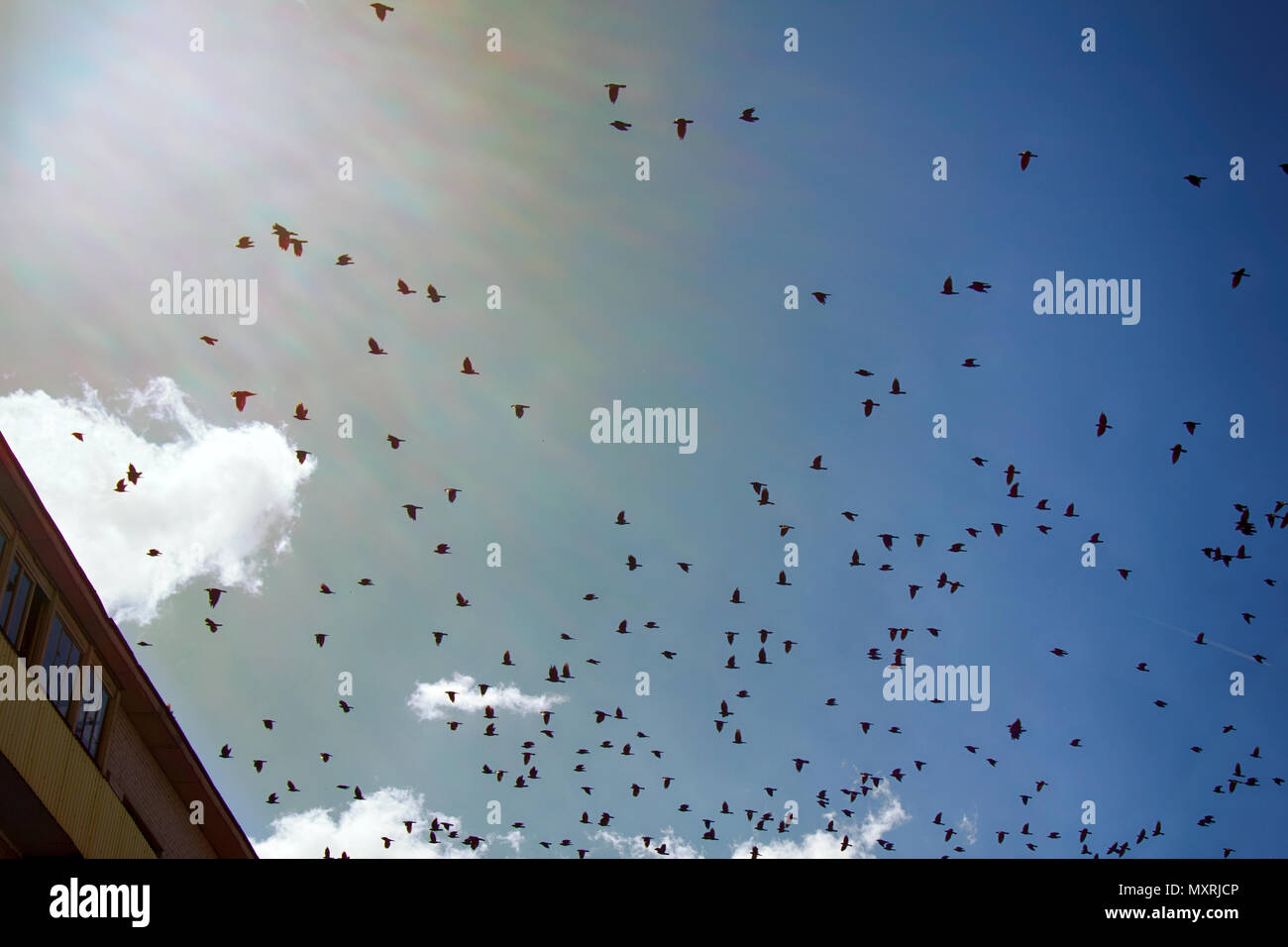 Crows ravens rooks jackdaws hi-res stock photography and images - Alamy