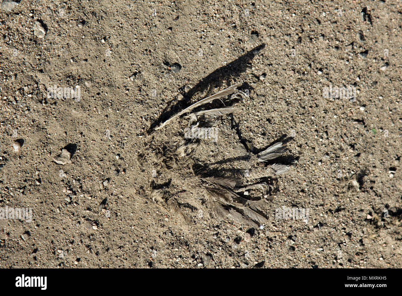 Biomass Dead Animals