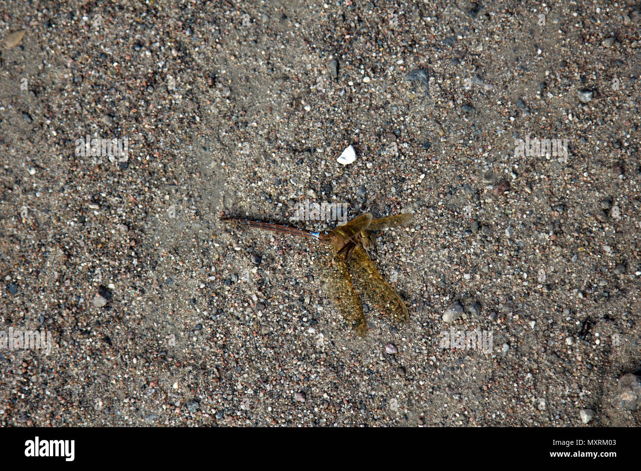 Dragonfly craft hi-res stock photography and images - Alamy