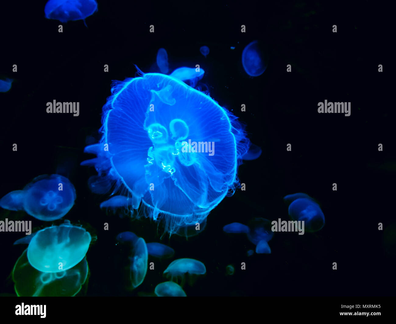 Zooplankton hi-res stock photography and images - Alamy
