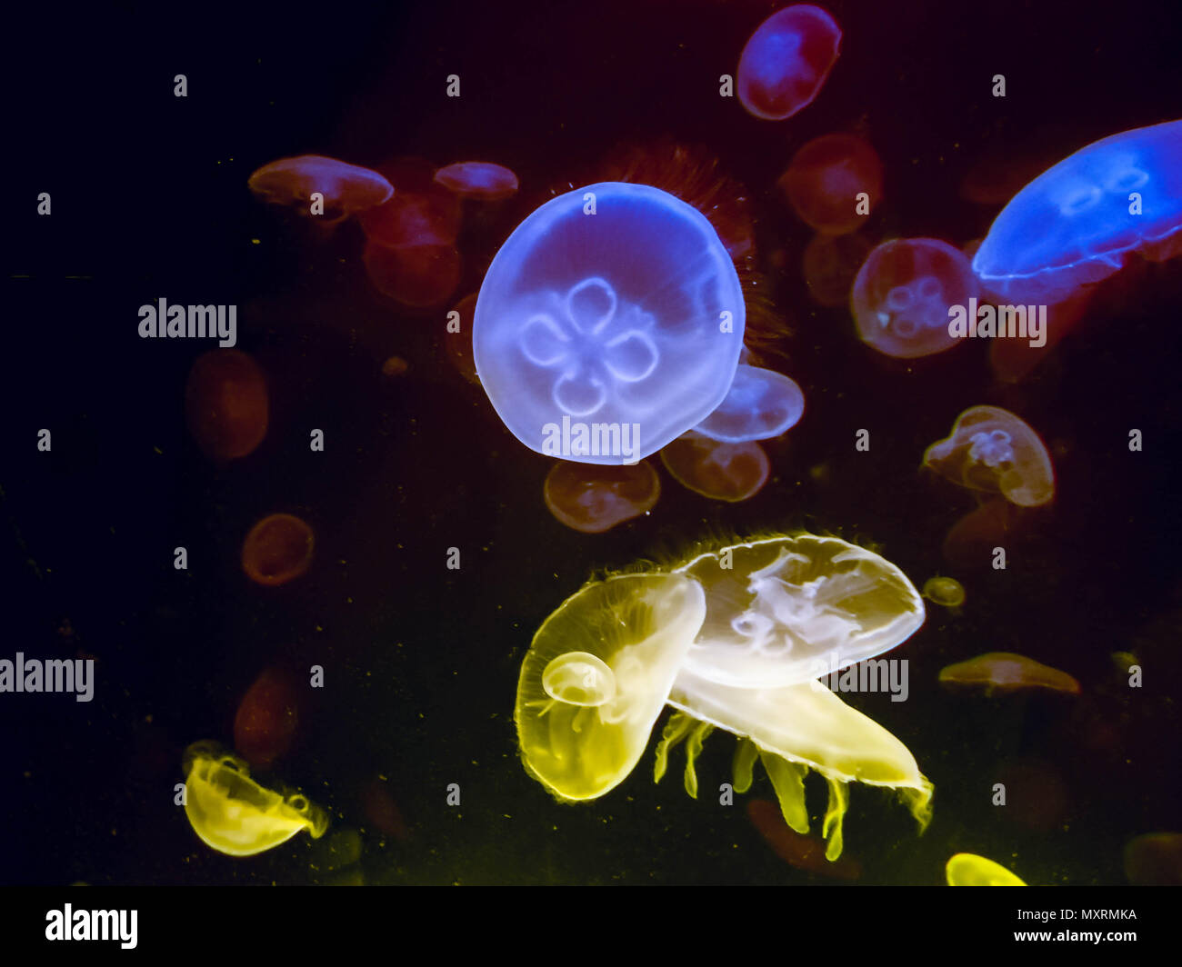 Zooplankton hi-res stock photography and images - Alamy