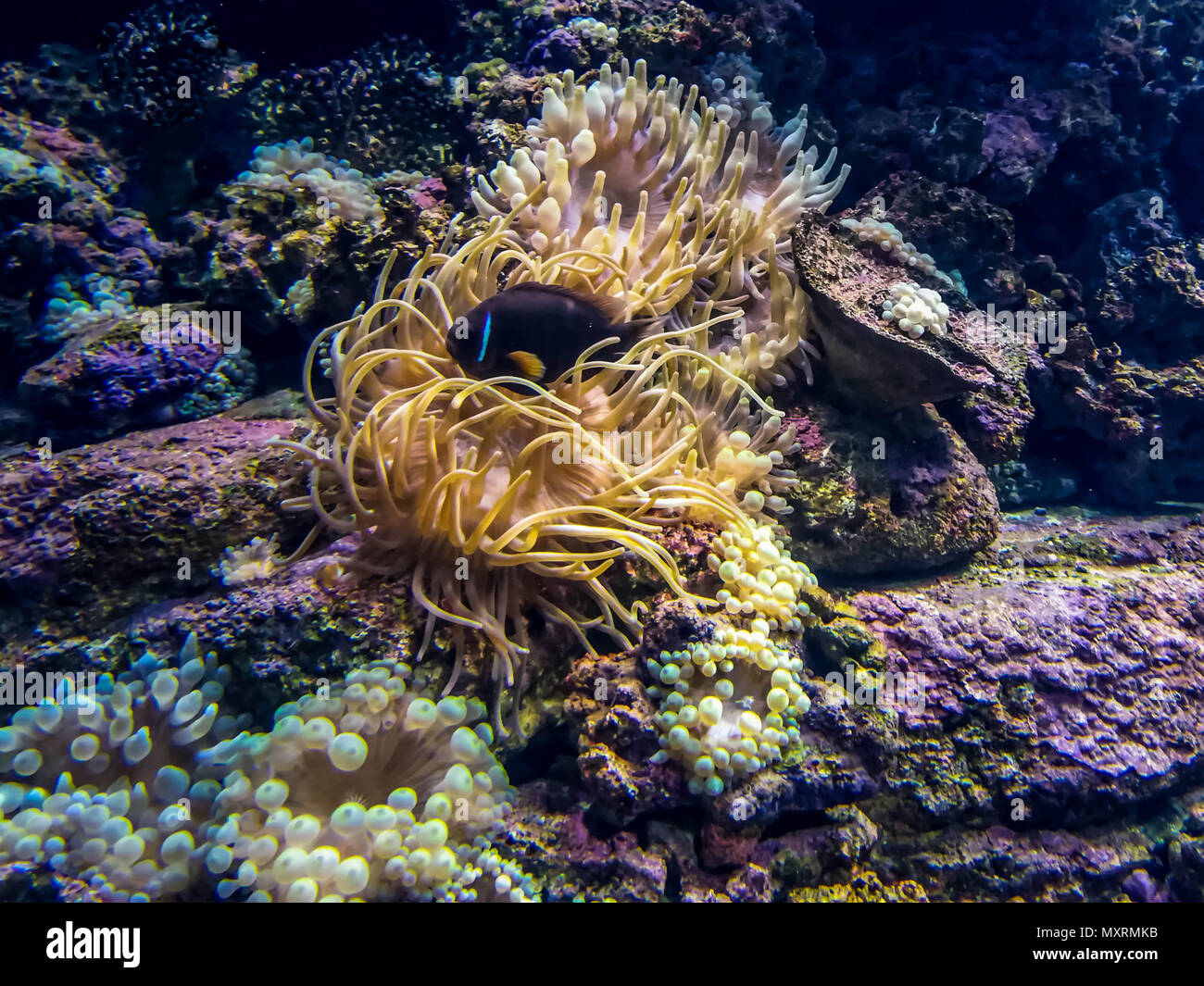 small fish swimming over a beautiful seaweed Stock Photo - Alamy