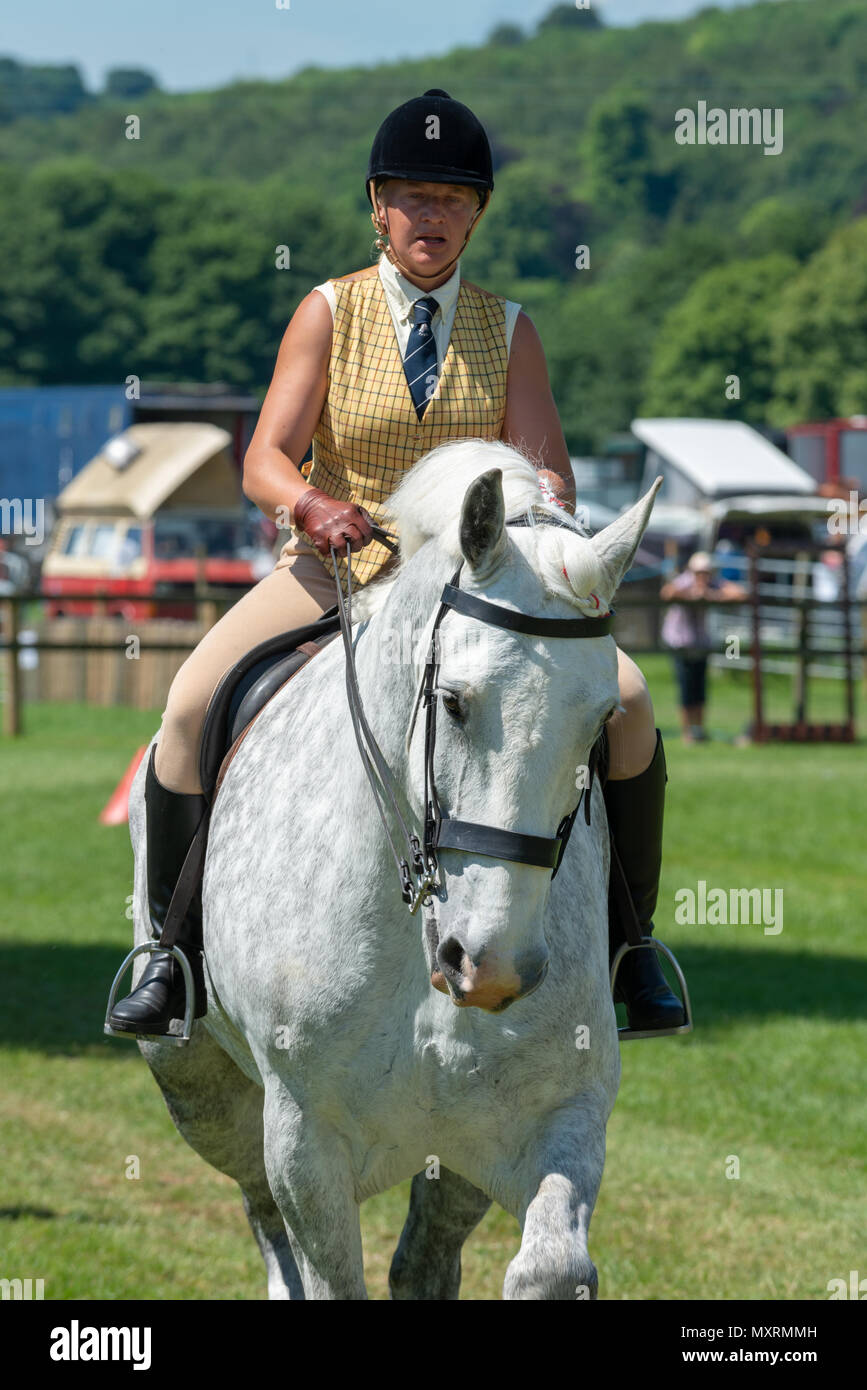 Percheron Horse High Resolution Stock Photography and Images - Alamy