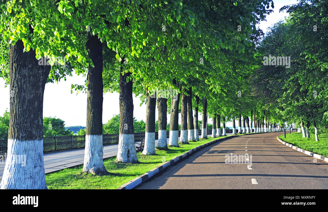 Park with green trees hi-res stock photography and images - Alamy