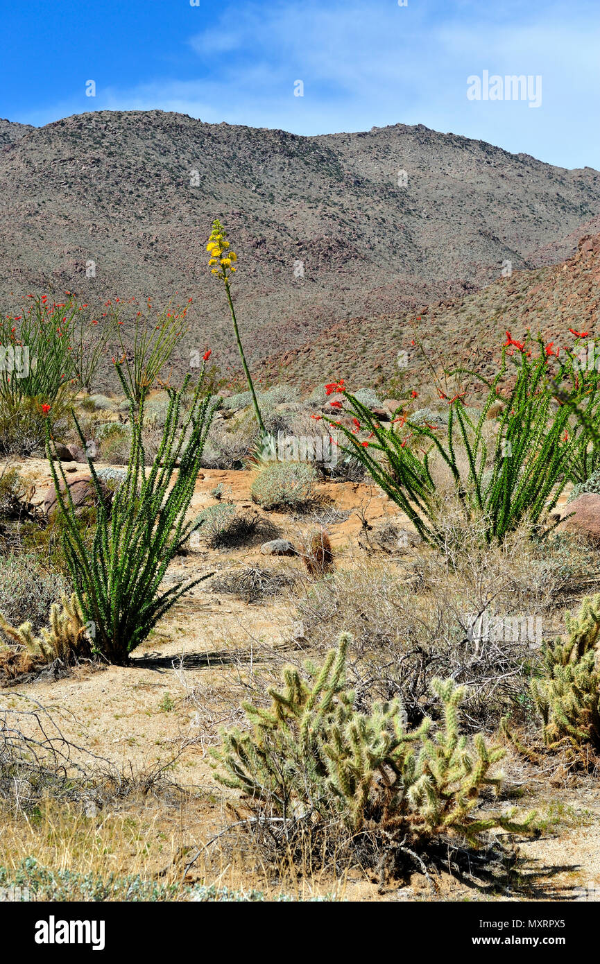 Ocotillo plant fouquieria splendens anza borrego desert state park hi ...