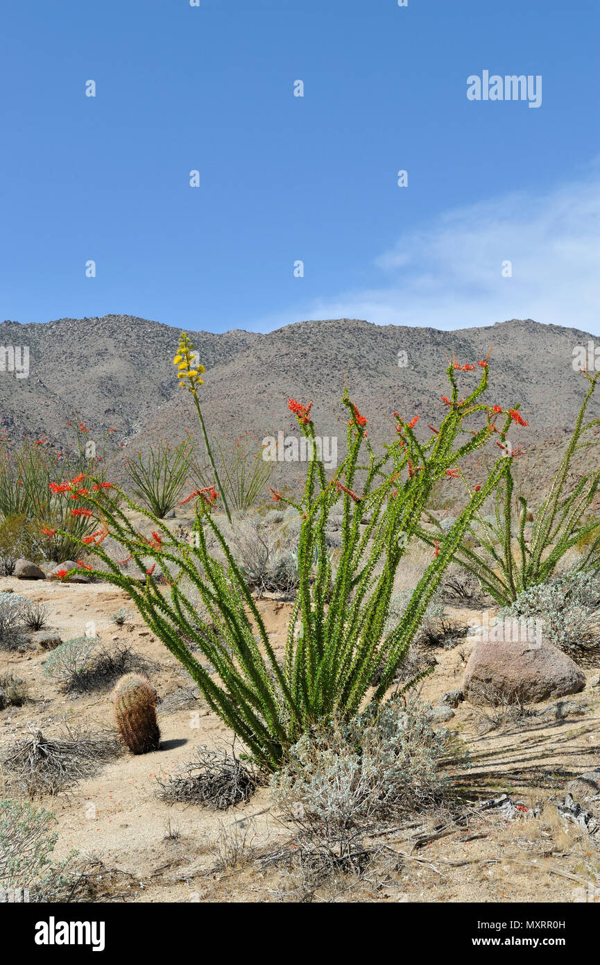 Ocotillo plant fouquieria splendens anza borrego desert state park hi ...