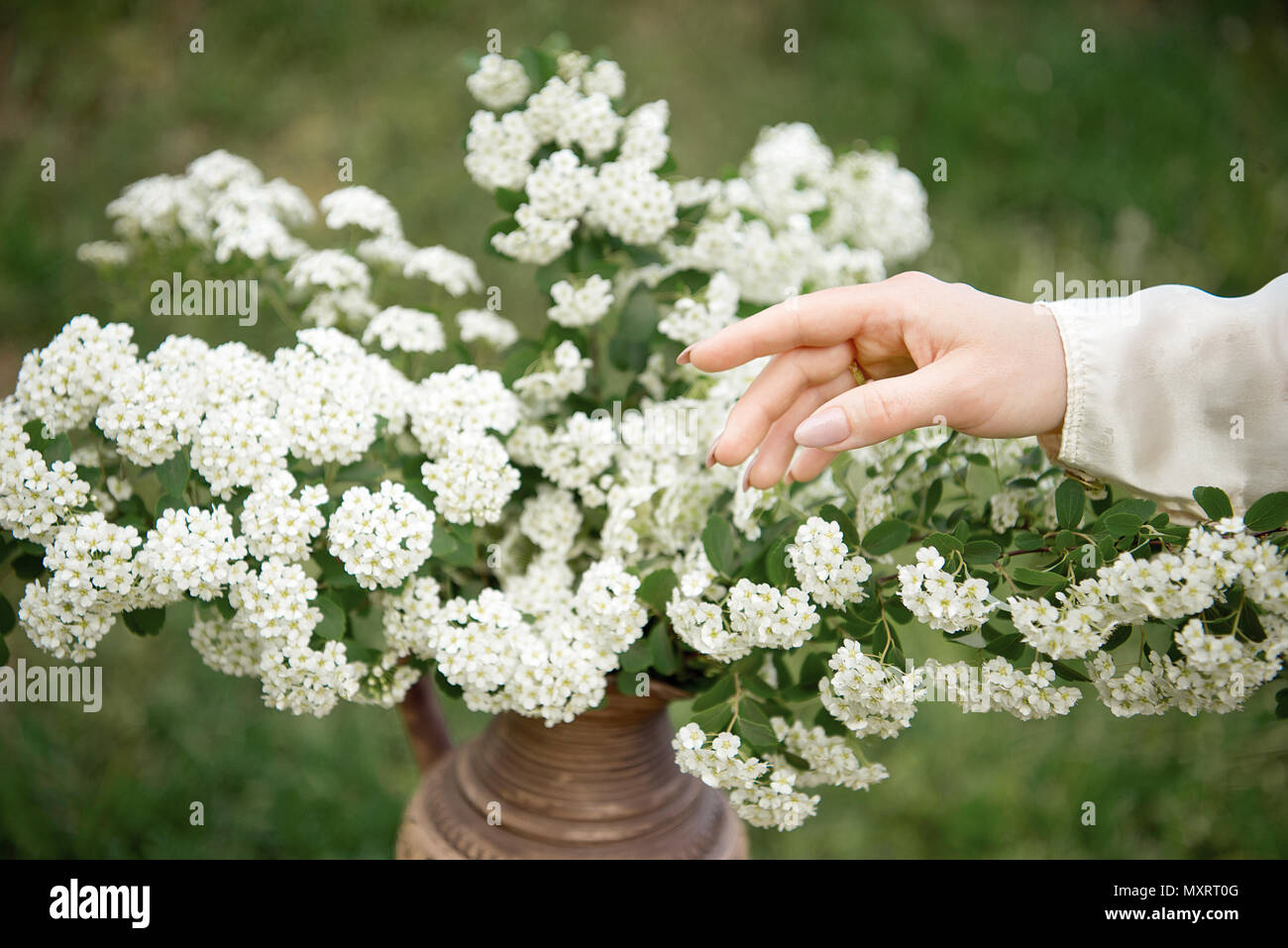 female hand touching flowers vintage colors image Stock Photo - Alamy
