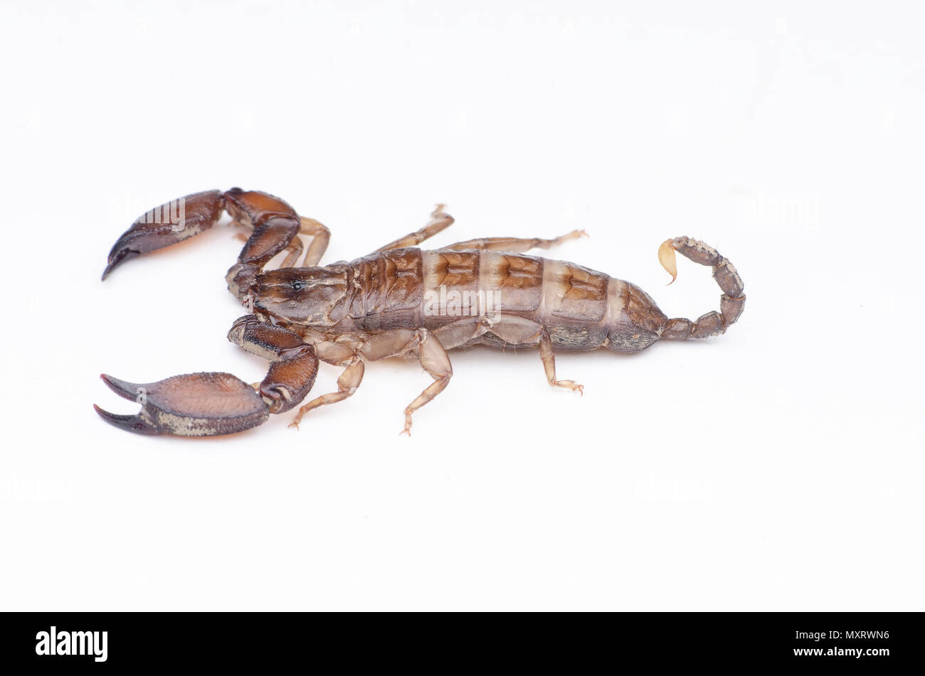 dwarf scorpion isolated on white background Stock Photo - Alamy
