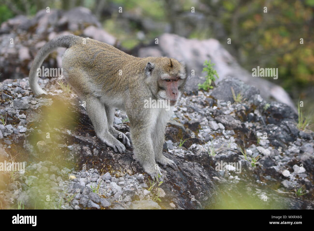 monkey at merapi volcano national park, yogyakarta Stock Photo - Alamy
