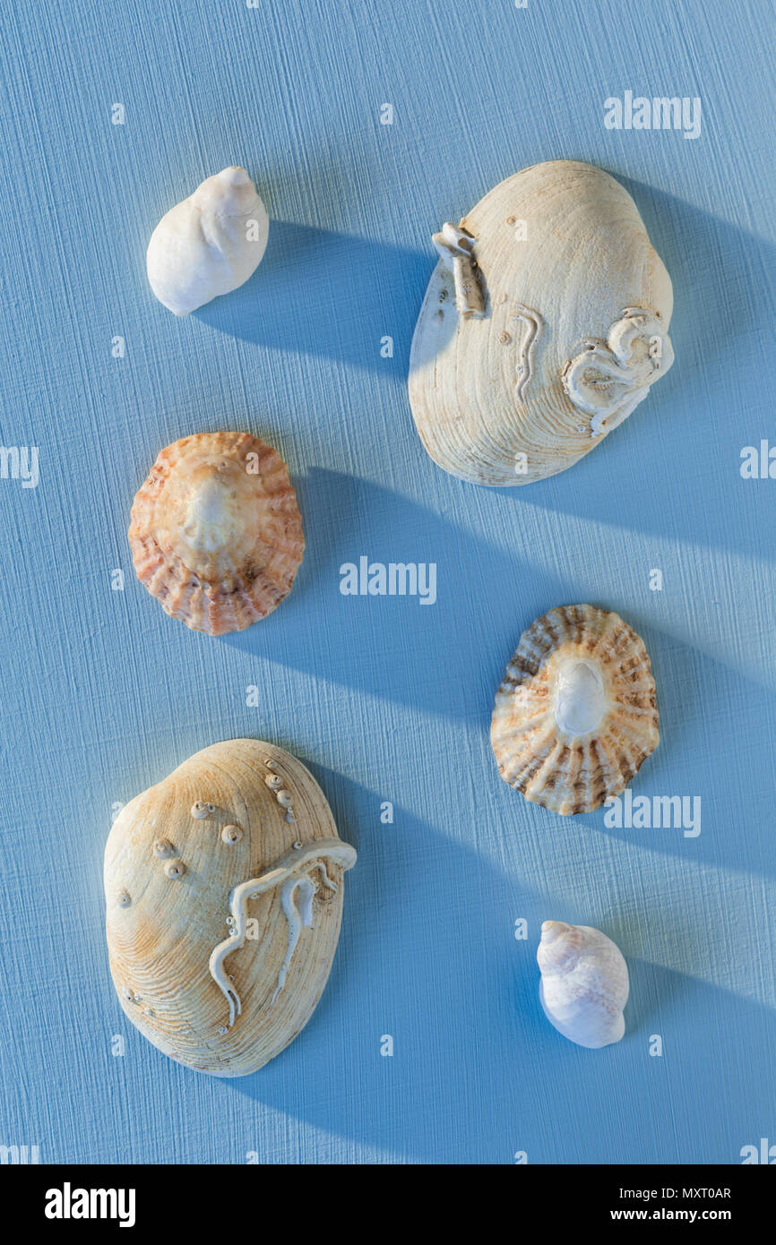 Sea shells on a painted blue background Stock Photo - Alamy