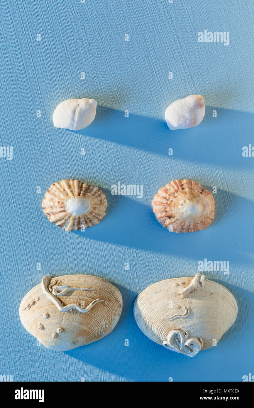 Sea shells on a painted blue background Stock Photo - Alamy