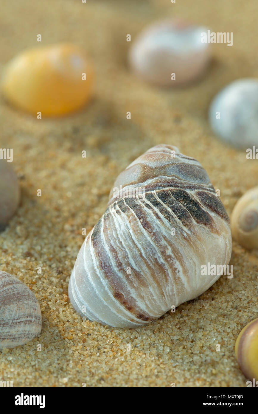 Sea shells and sand Stock Photo - Alamy