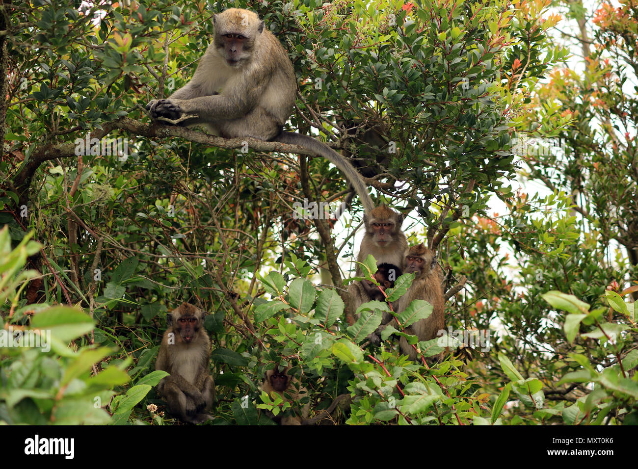 monkey at merapi volcano national park, yogyakarta Stock Photo - Alamy