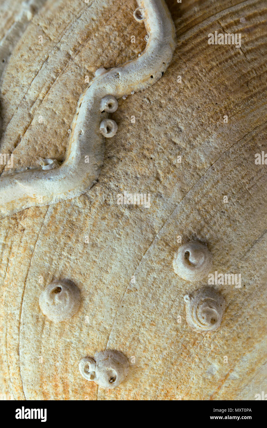 Calcified spirorbid worm cast hi-res stock photography and images - Alamy