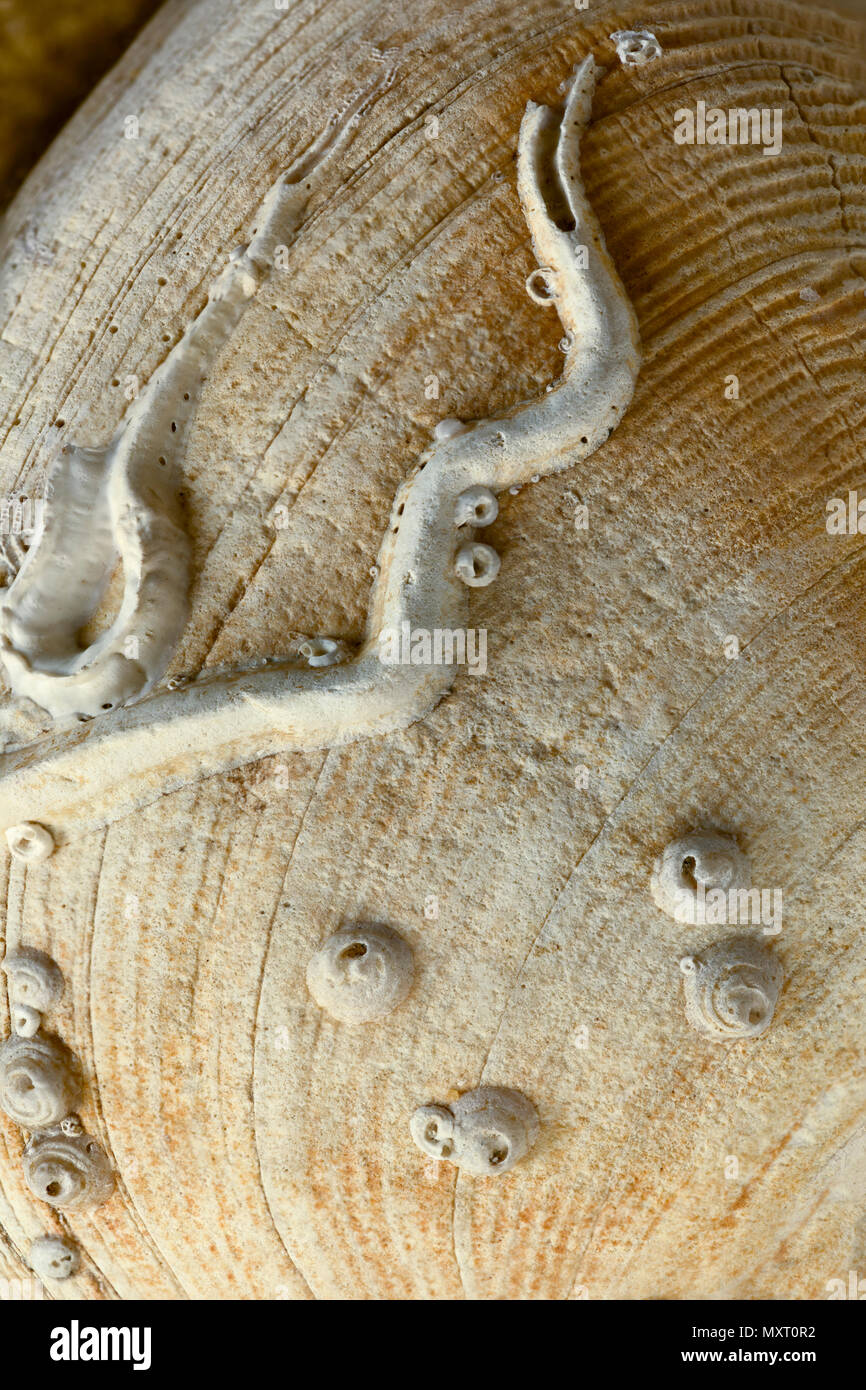 Calcified spirorbid worm cast High Resolution Stock Photography and ...