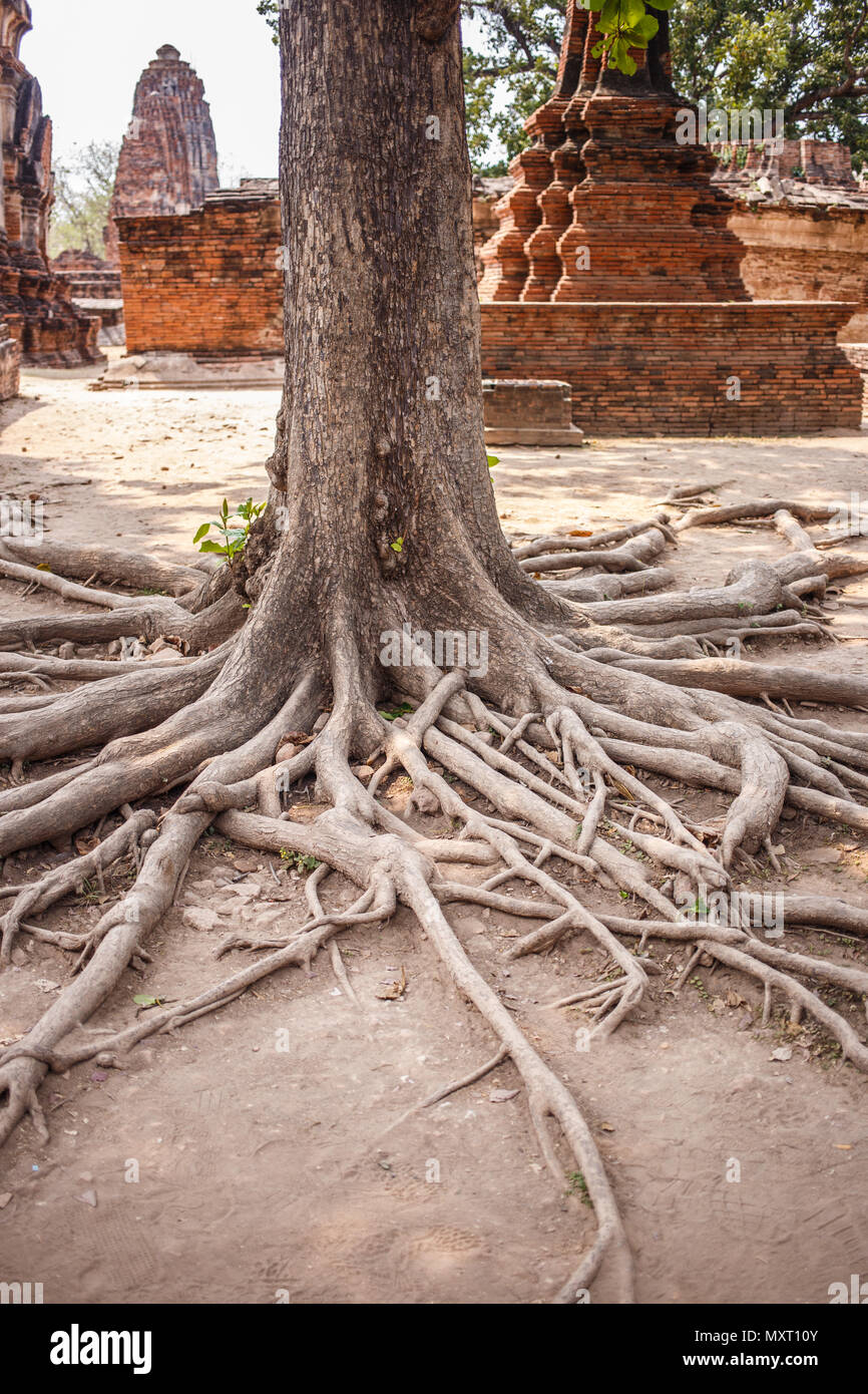 Tree roots in Ayutthaya historical park Stock Photo - Alamy