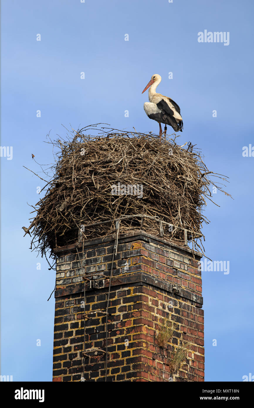 White stork standing on his nest which sits on an old brick chimney in ...
