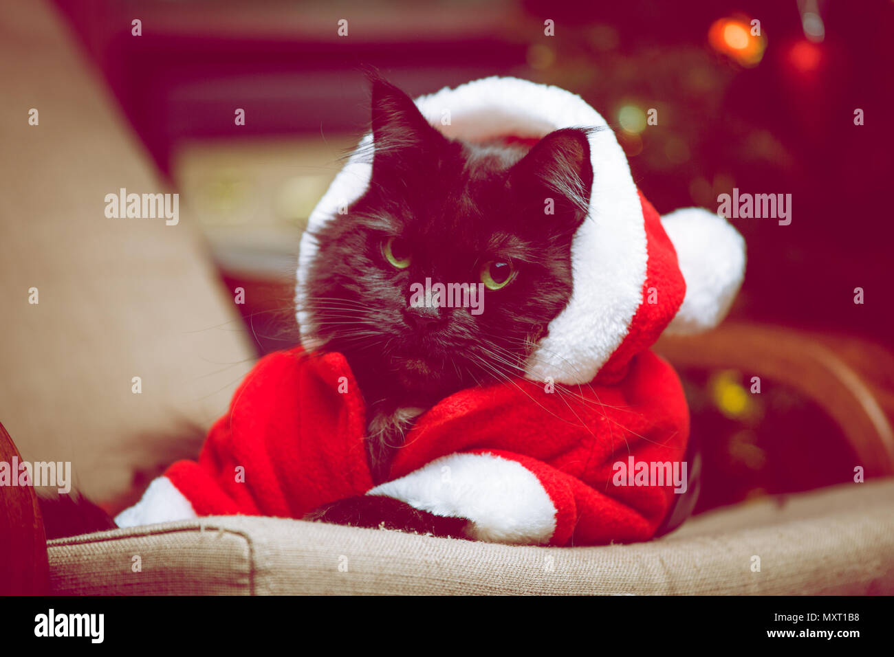 Festive portrait of black cat in Santa Claus costume Stock Photo - Alamy