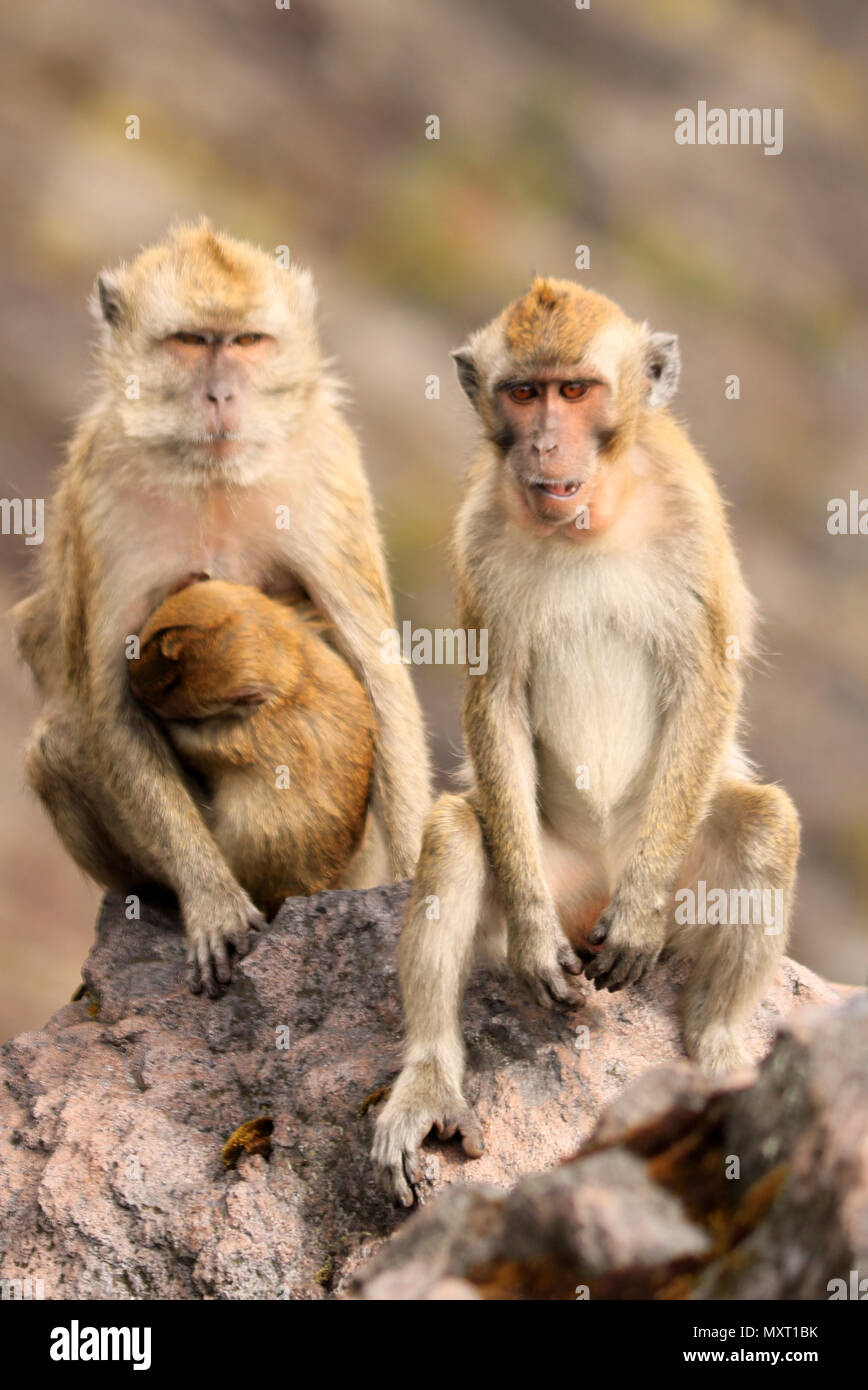 Mount merapi national park hi-res stock photography and images - Alamy