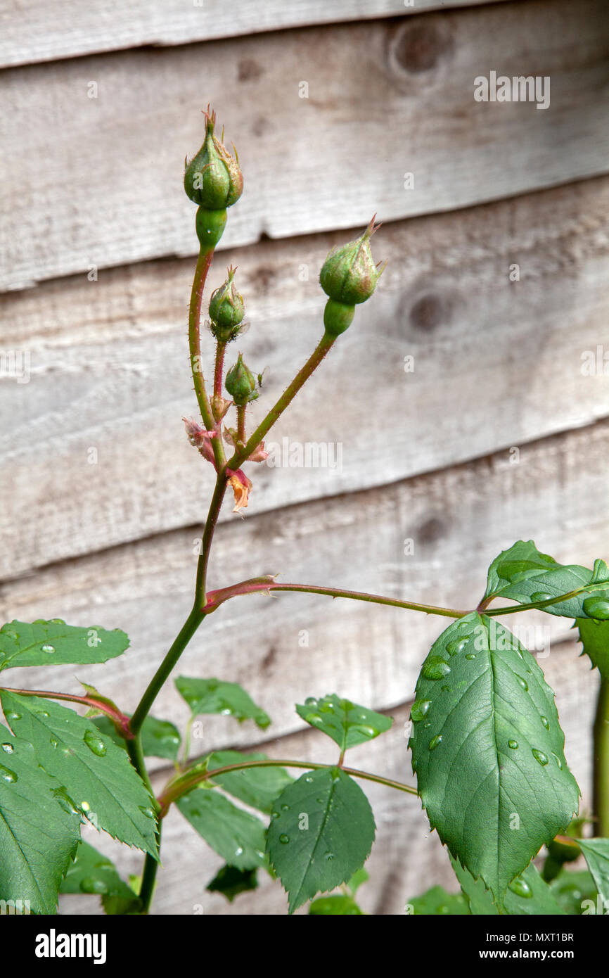 Young Rose Buds Stock Photo - Alamy