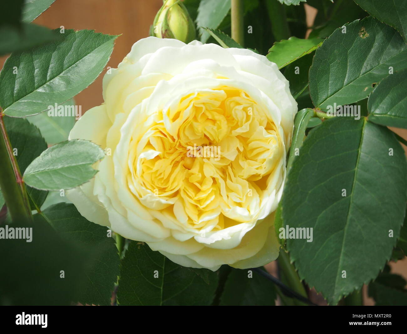 Pale Yellow Rose High Resolution Stock Photography and Images - Alamy