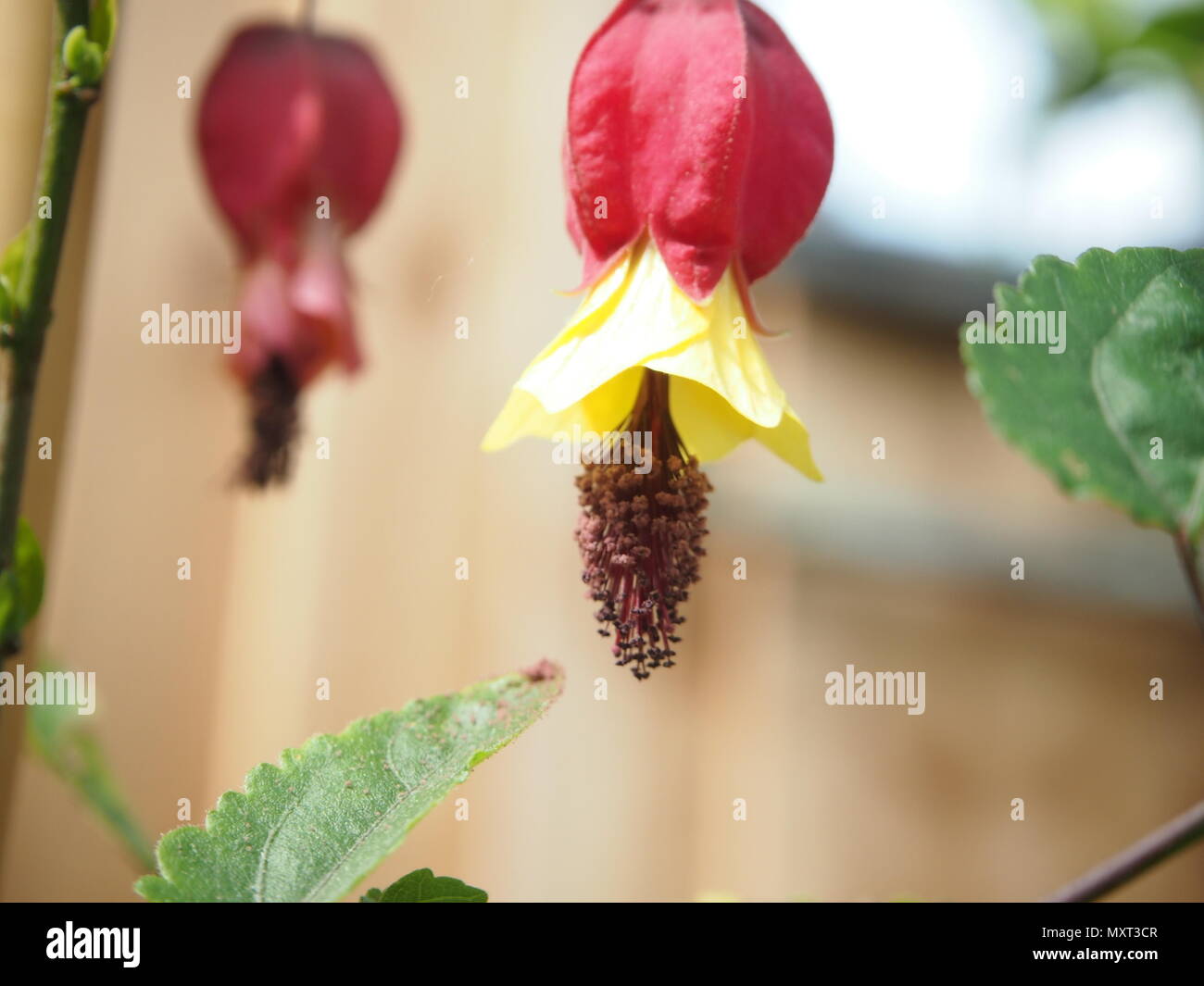 Abutilon flower, red and yellow, fully open, black stamens, second ...