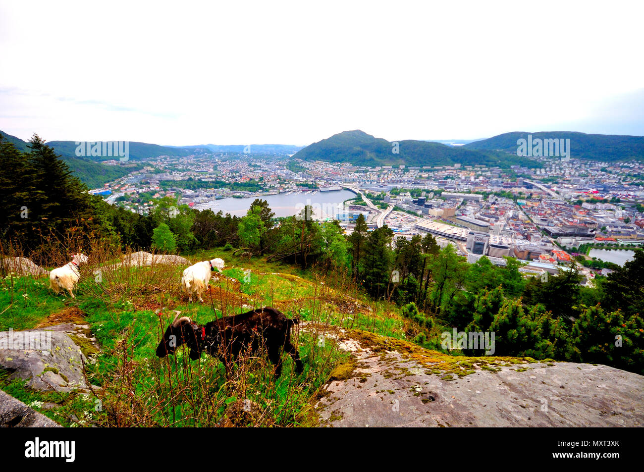 Views of the city of Bergen from the funicular lookout Stock Photo - Alamy