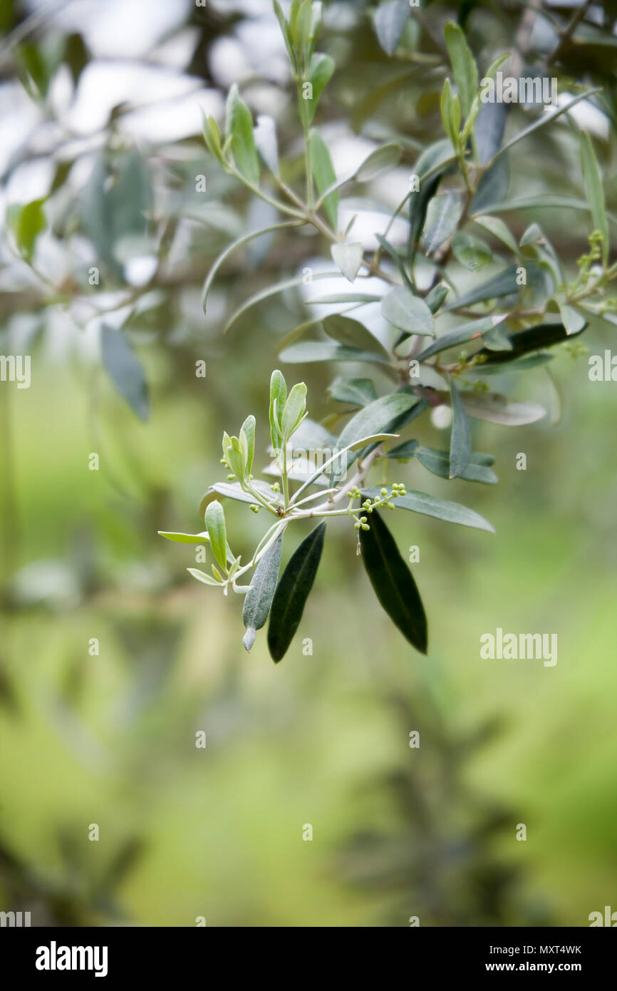 Italian olive trees in spring Stock Photo - Alamy