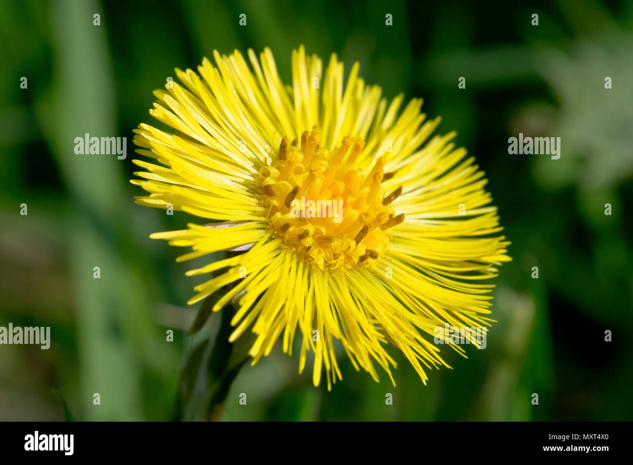 Colt's-foot (tussilago farfara), close up of a single flower showing ...