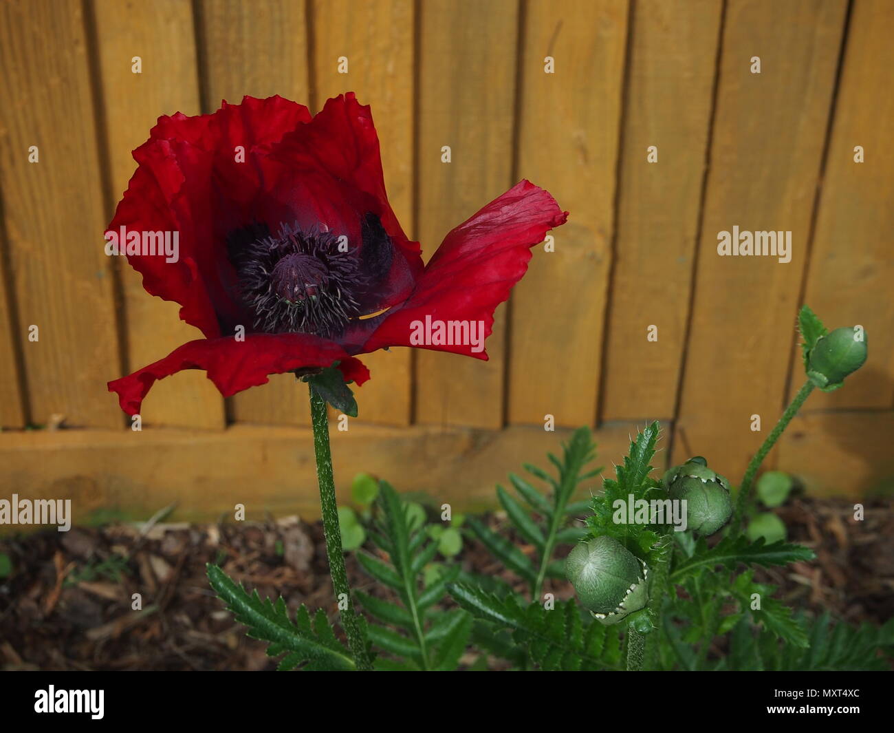 Open buds hi-res stock photography and images - Alamy