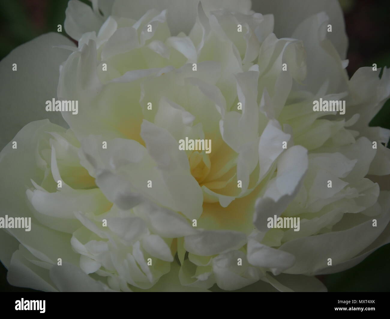 Single White peony flower, fully open, close up Stock Photo - Alamy