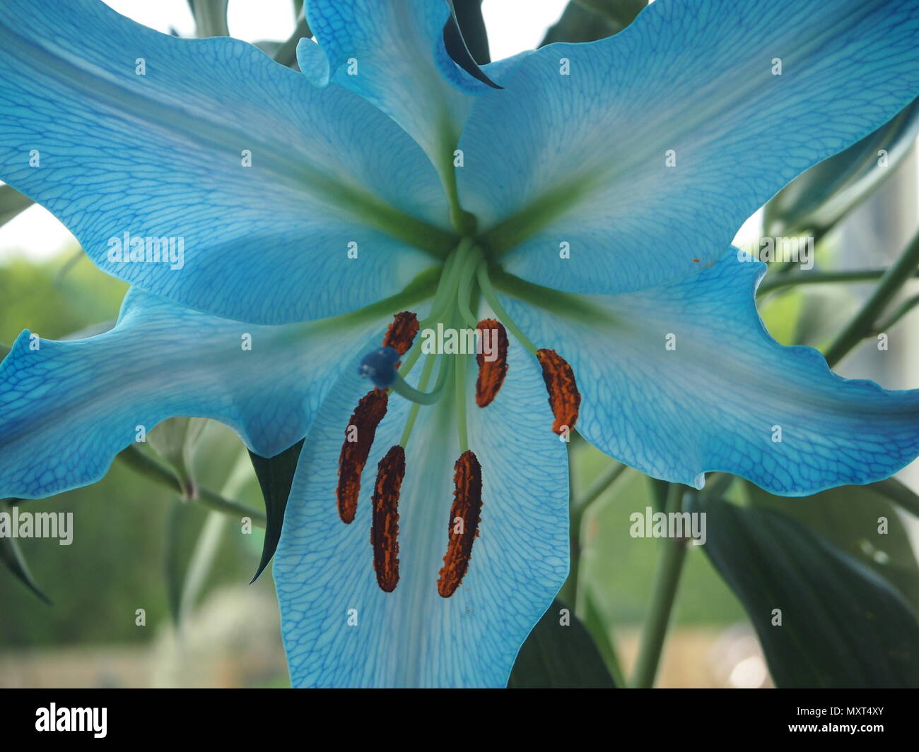 Blue lily hi-res stock photography and images - Alamy