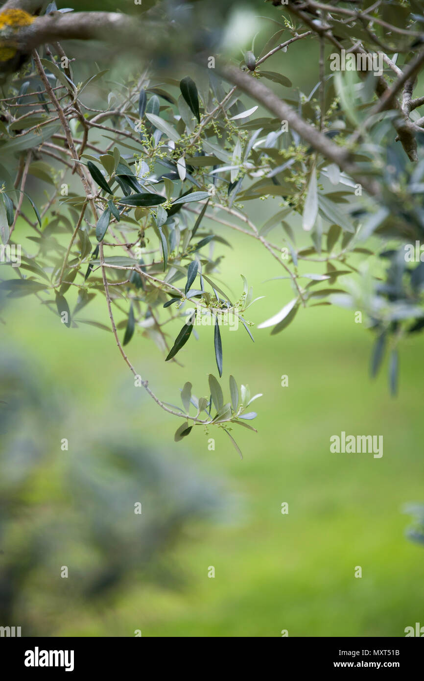 Italian olive trees in spring Stock Photo - Alamy