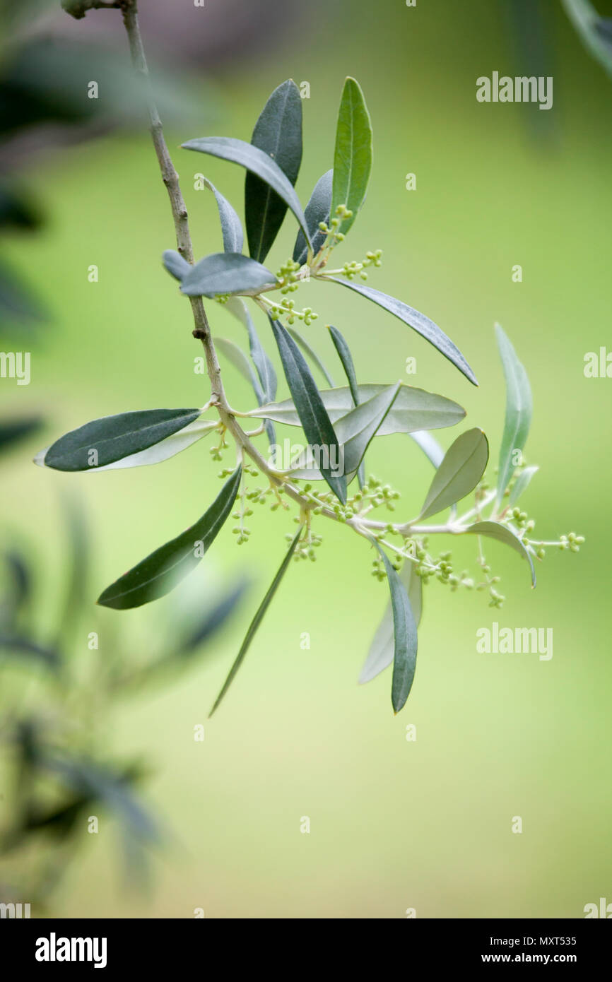 Italian olive trees in spring Stock Photo - Alamy