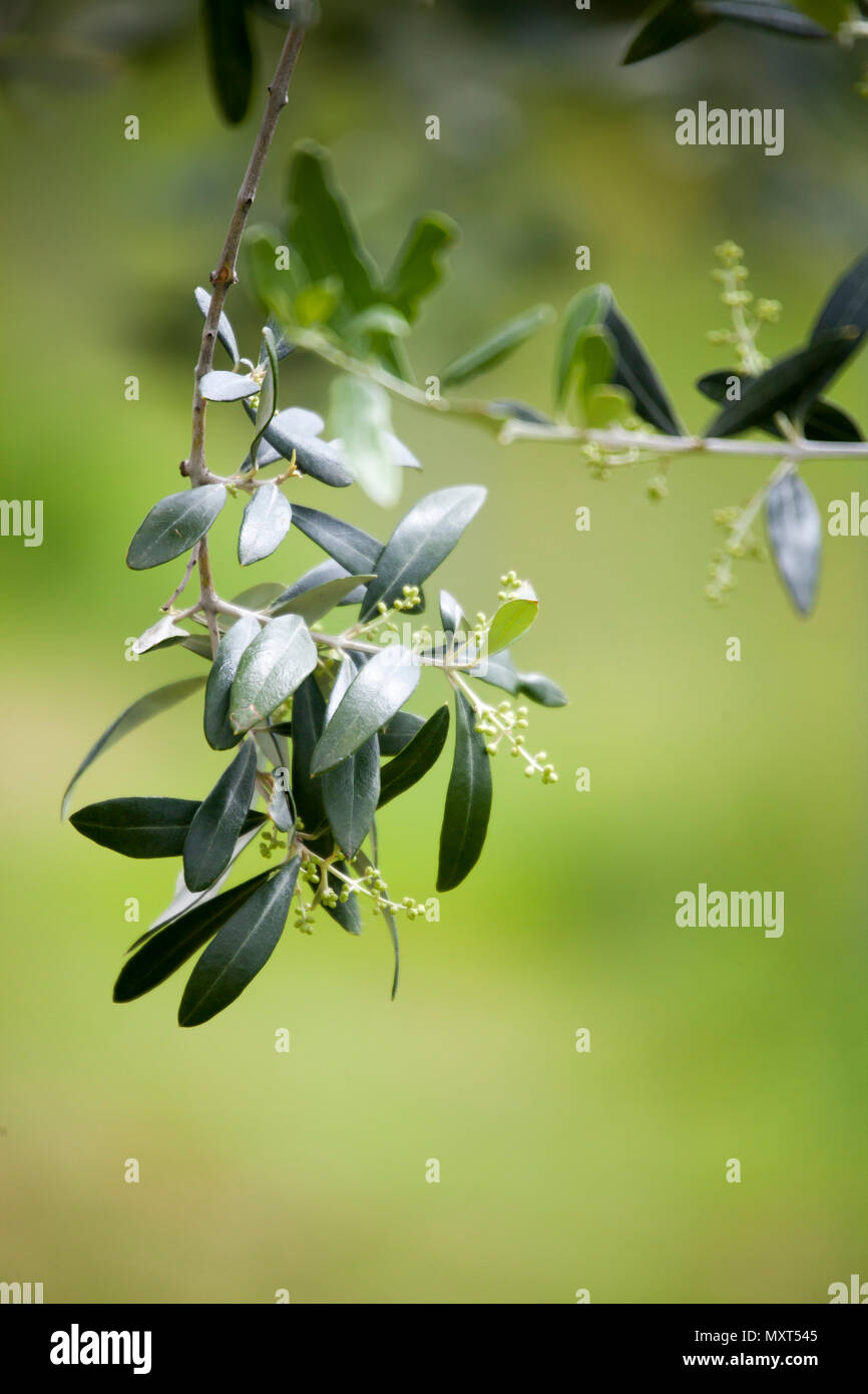 Italian olive trees in spring Stock Photo - Alamy