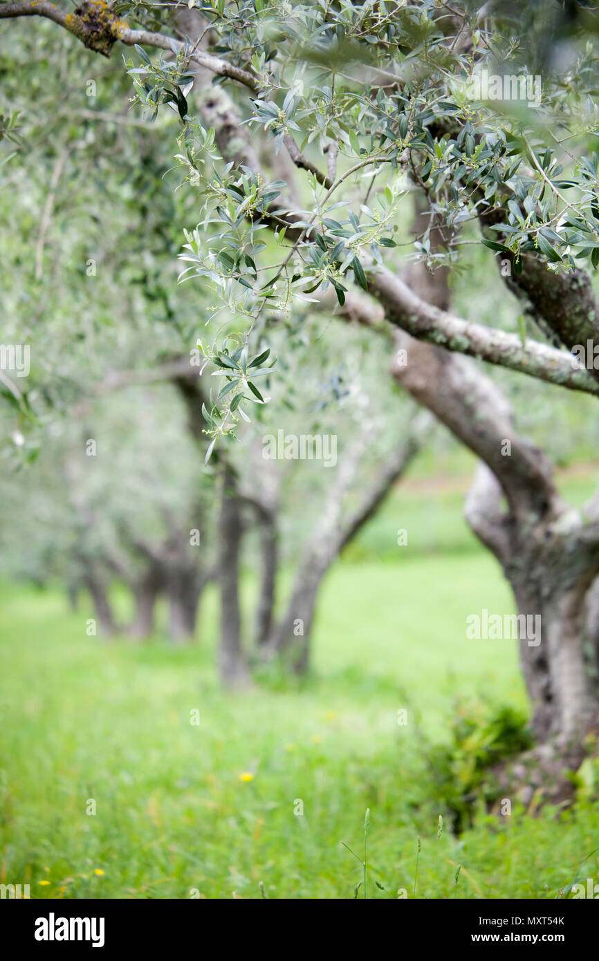Olive trees in spring hi-res stock photography and images - Alamy