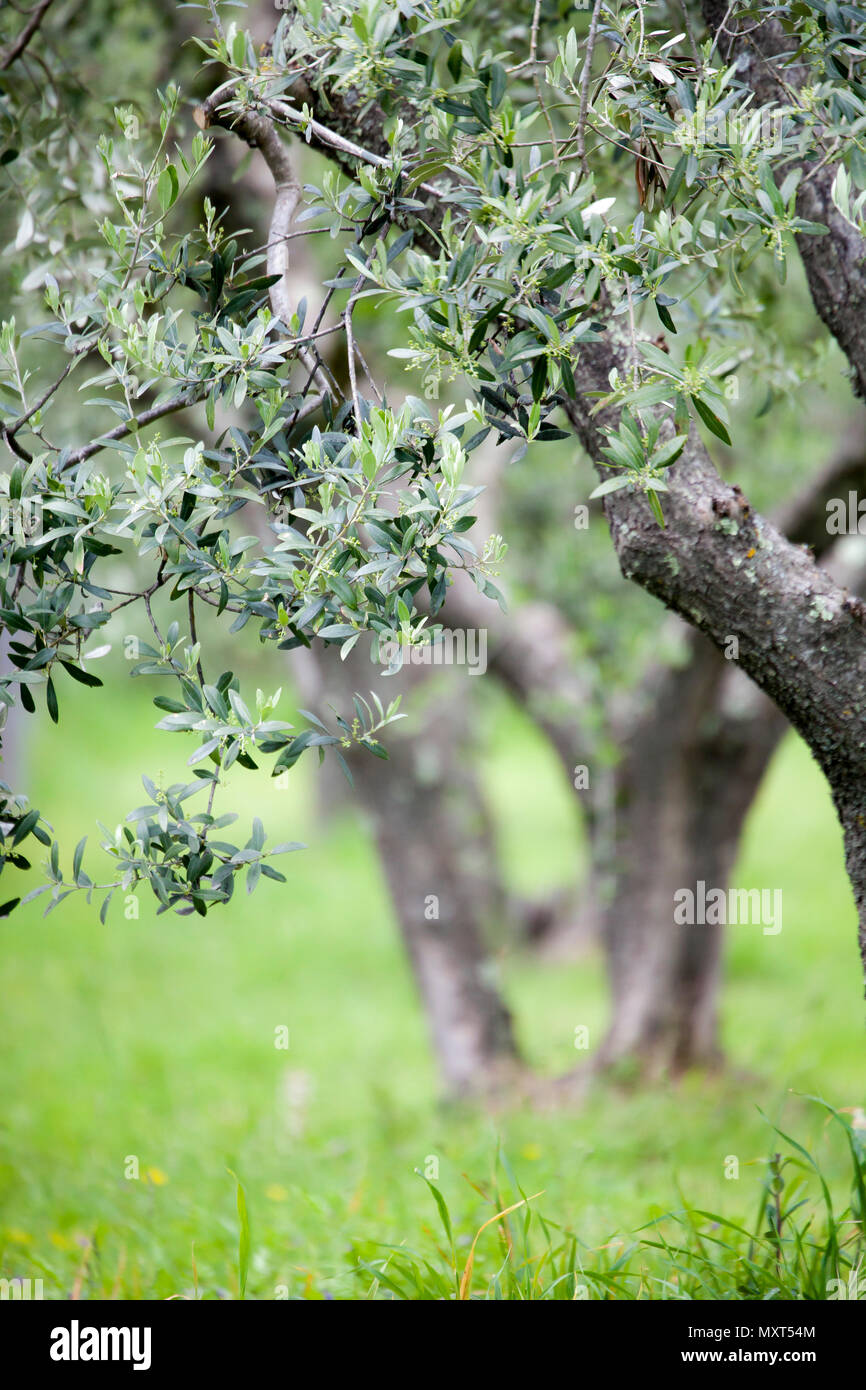 Italian olive trees in spring Stock Photo - Alamy