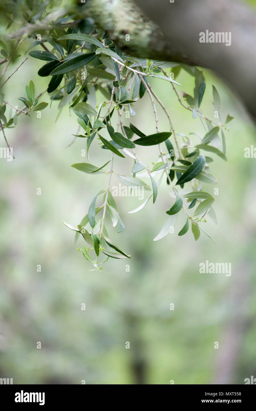 Italian olive trees in spring Stock Photo - Alamy