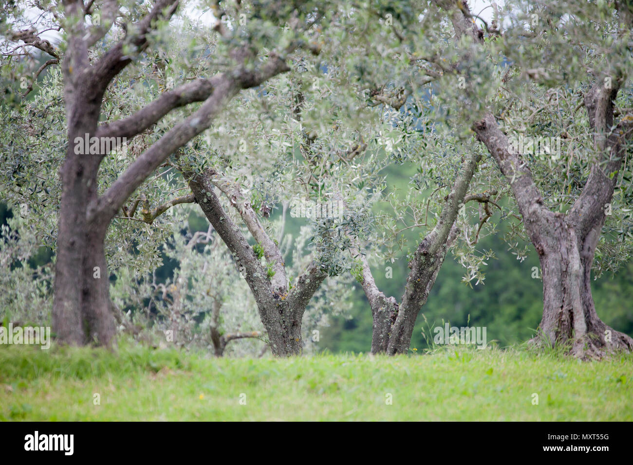 Italian olive trees in spring Stock Photo - Alamy