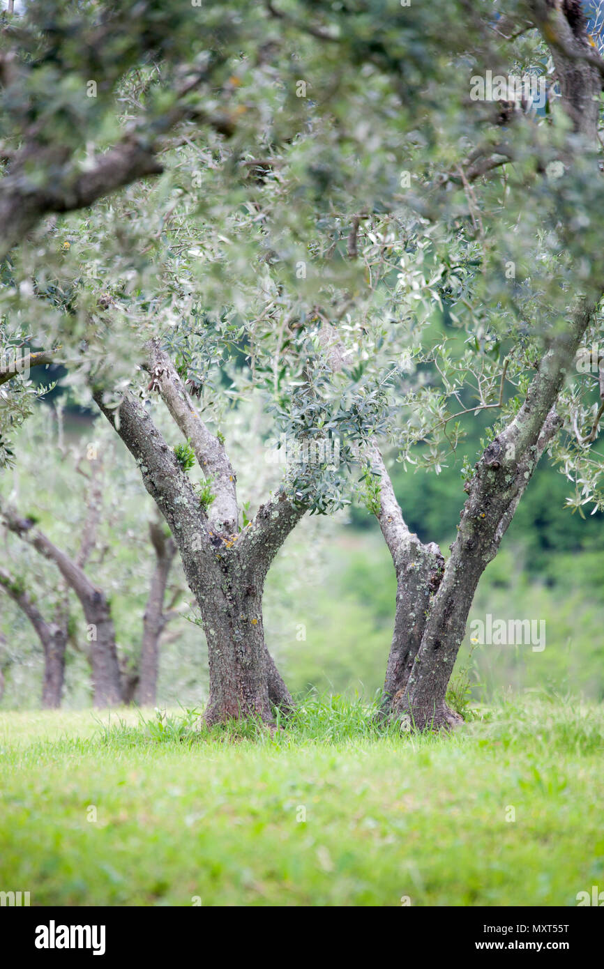 Italian olive trees in spring Stock Photo - Alamy