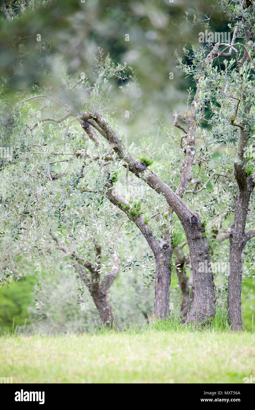 Italian olive trees in spring Stock Photo - Alamy