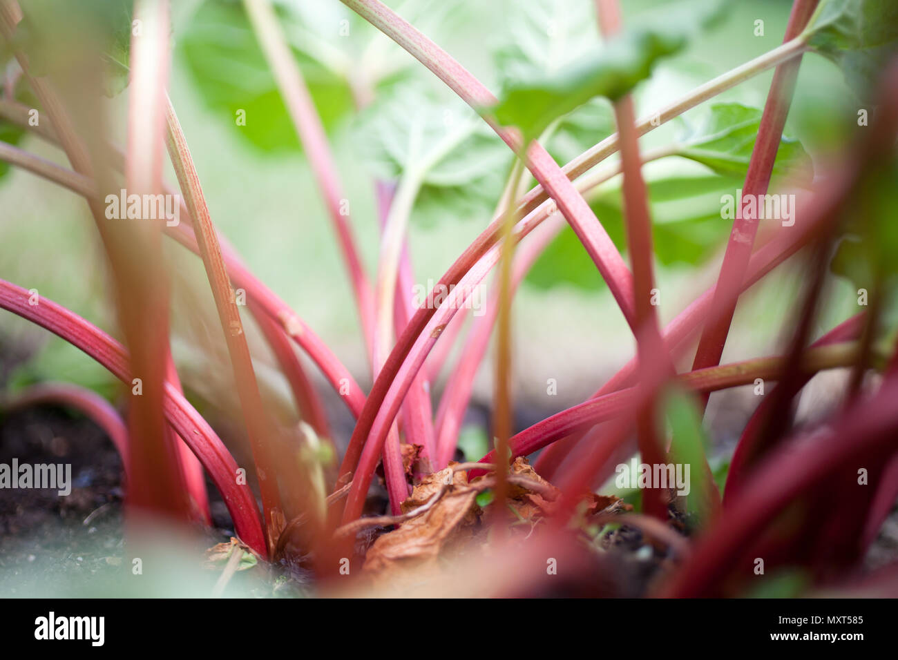 Growing rhubarb in home garden Stock Photo - Alamy