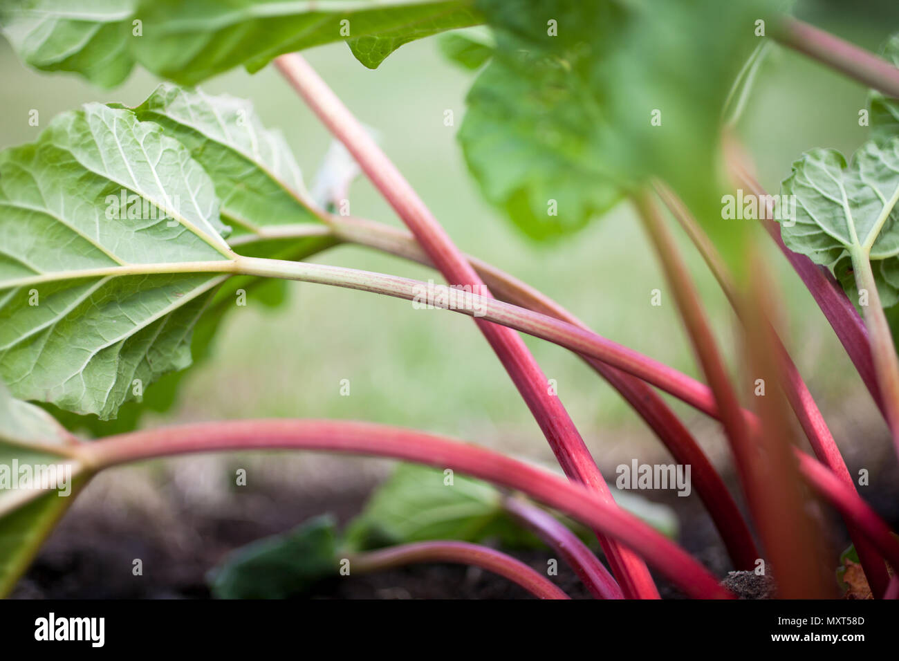Growing rhubarb in home garden Stock Photo - Alamy