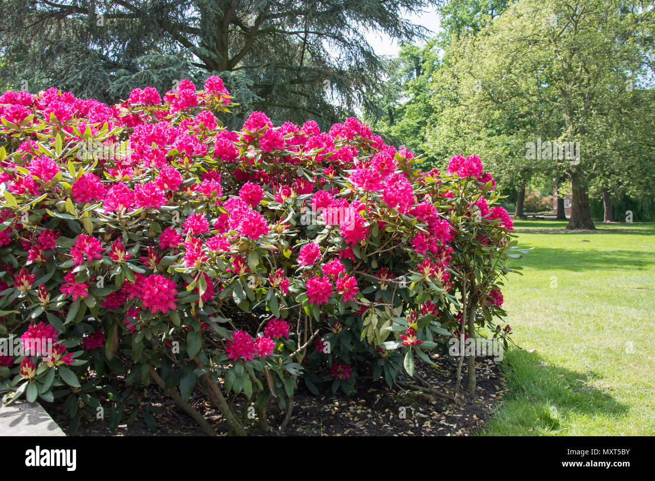 Red rhododendron plant hi-res stock photography and images - Alamy