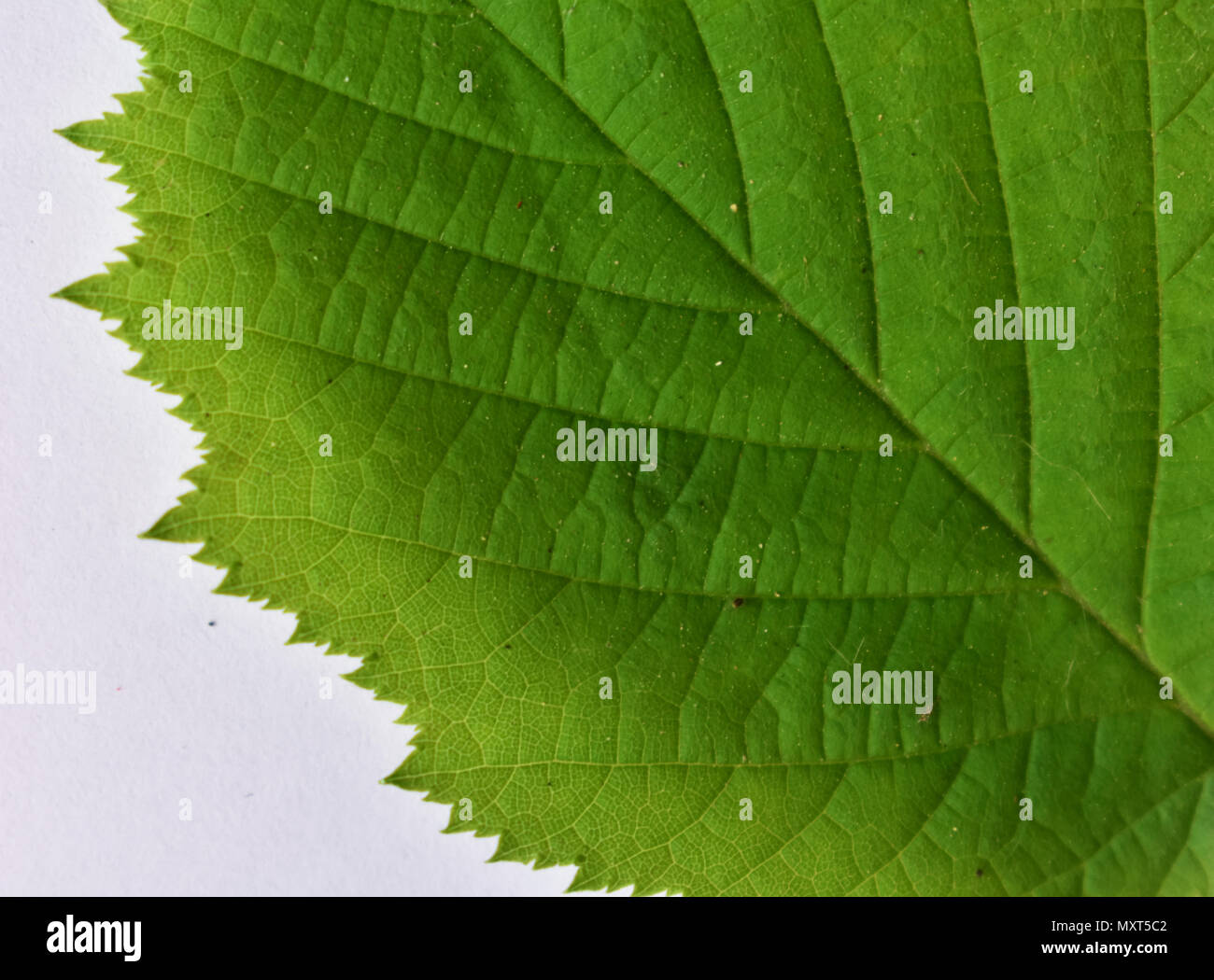 Bright green leaf hi-res stock photography and images - Alamy