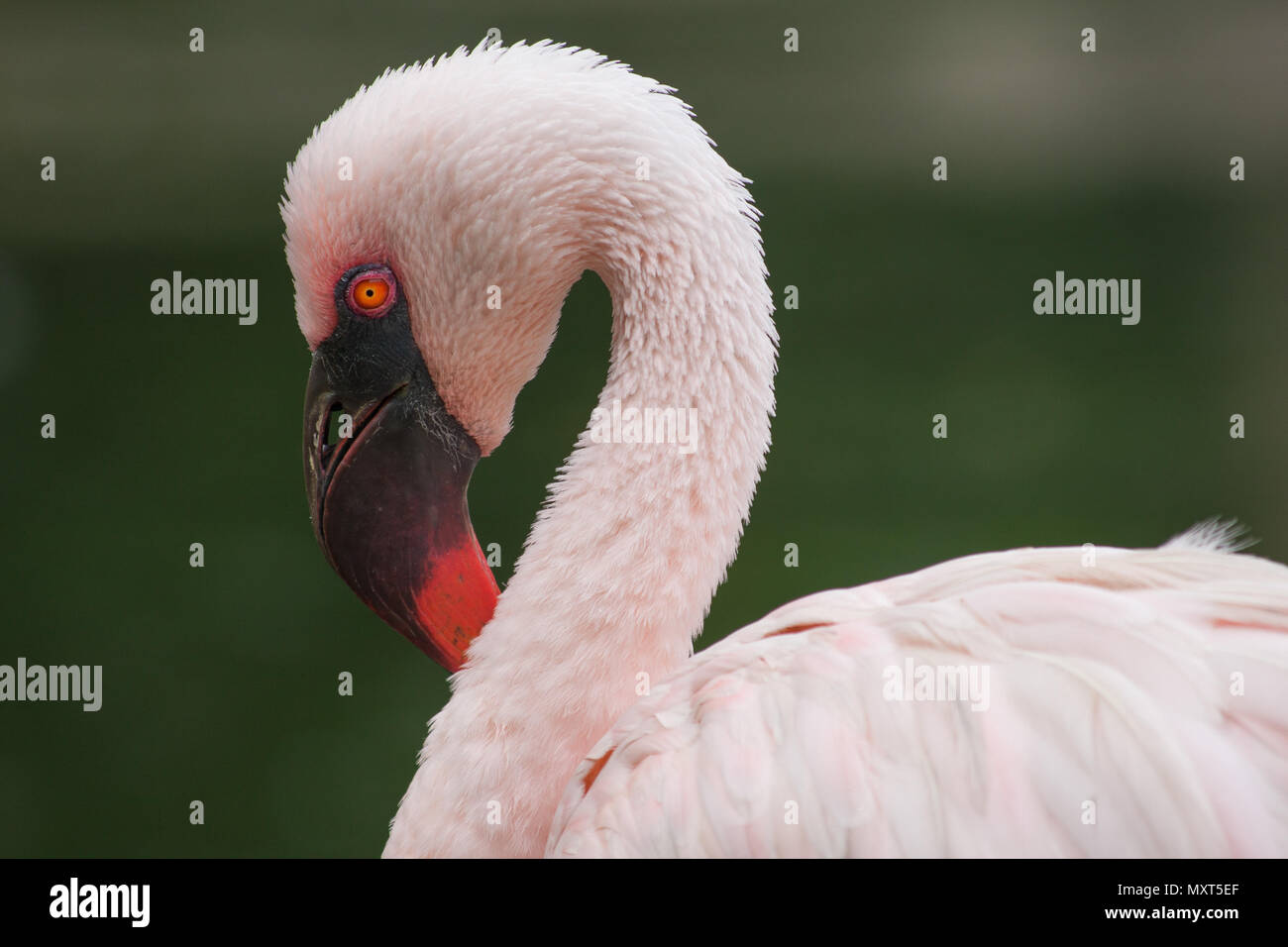 beautiful flamingo bird Stock Photo - Alamy