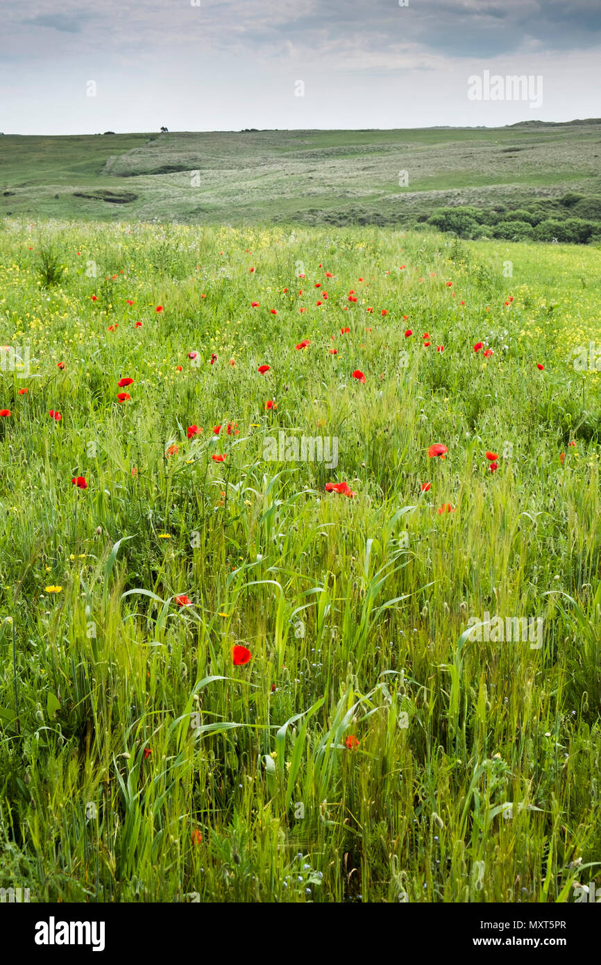 British arable fields hi-res stock photography and images - Alamy